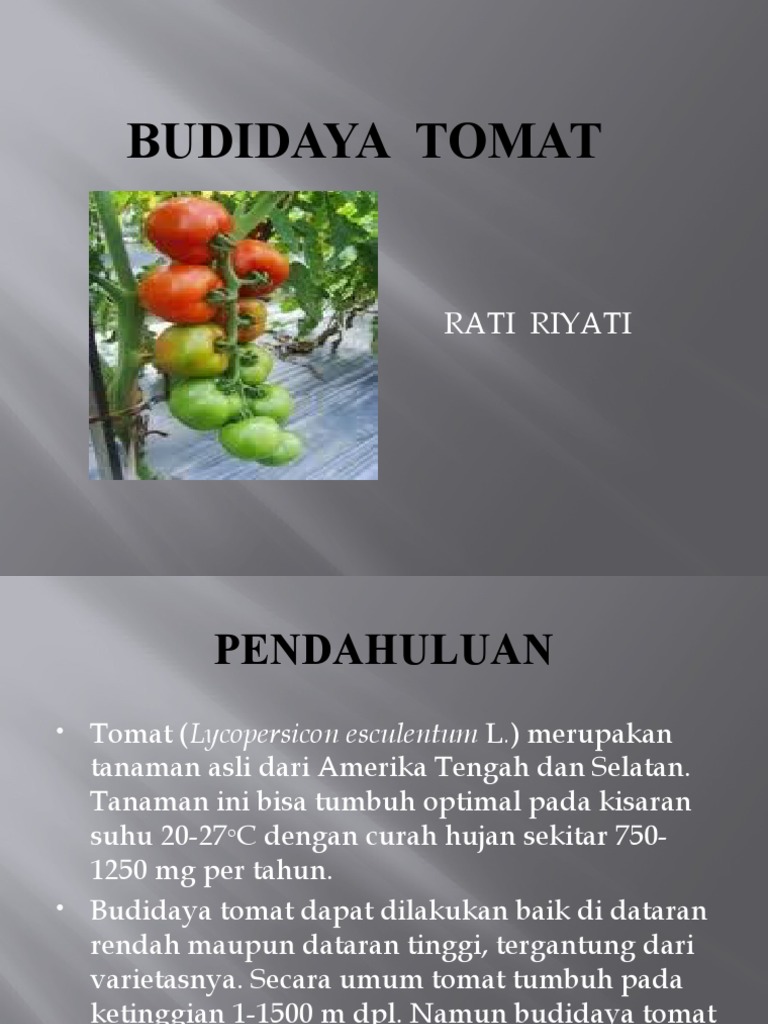 6.1.budidaya Tomat | PDF