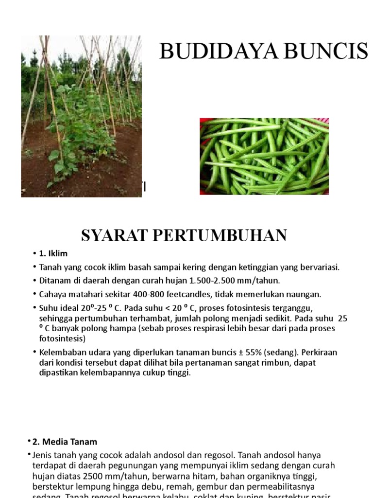 8.budidaya Buncis | PDF | Teknologi & Rekayasa