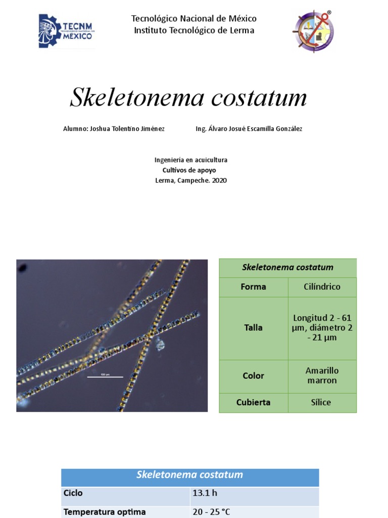 Skeletonema Costatum | PDF