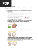 Músculo Mentoniano | PDF | Cara | Anatomía humana