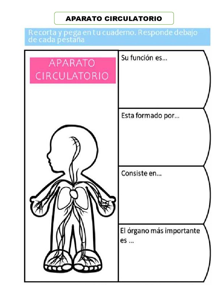 Fichas Sobre El Sistema Circulatorio | PDF
