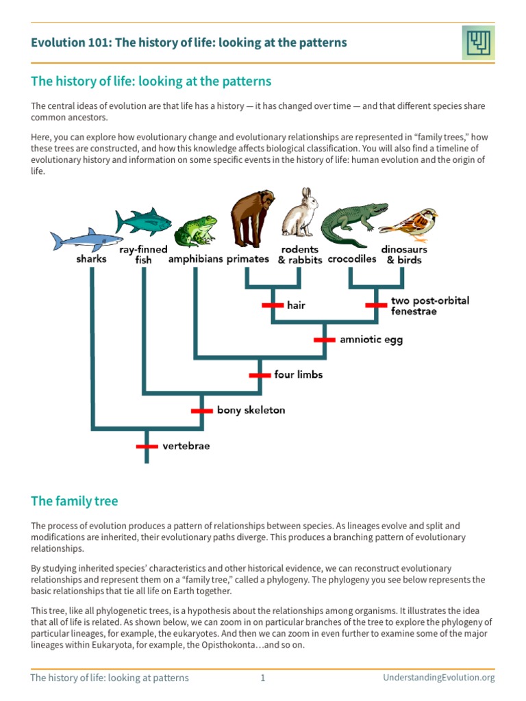 Evolution 101: The History of Life: Looking at The Patterns | PDF ...