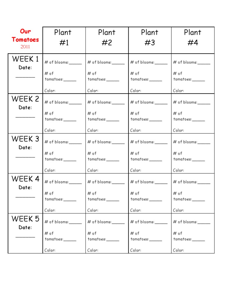 2011 Tomato Growth Recording Chart | PDF | Cooking, Food & Wine