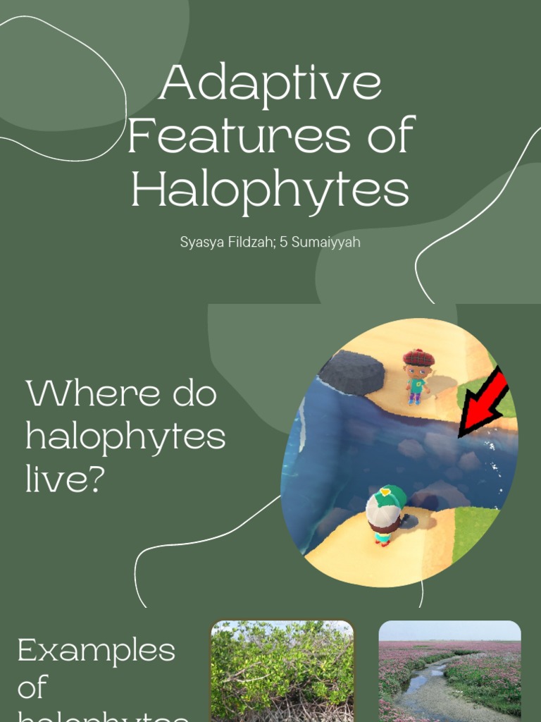 adaptive features of halophytes plant | PDF
