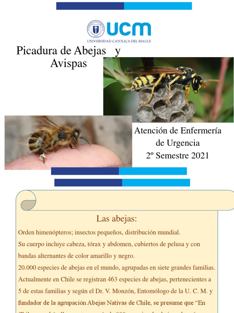 Atención Urgente: Picaduras de Abejas y Avispas | PDF | Avispa | Alergia