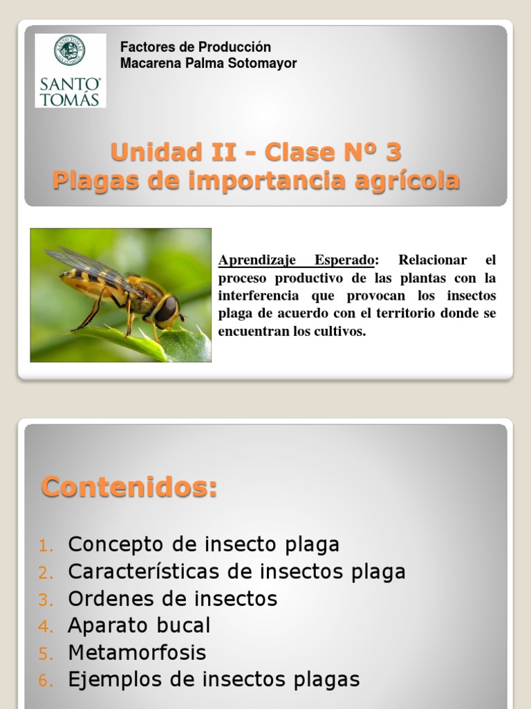 Plagas de Insectos en Agricultura | PDF | Insectos | Mosca