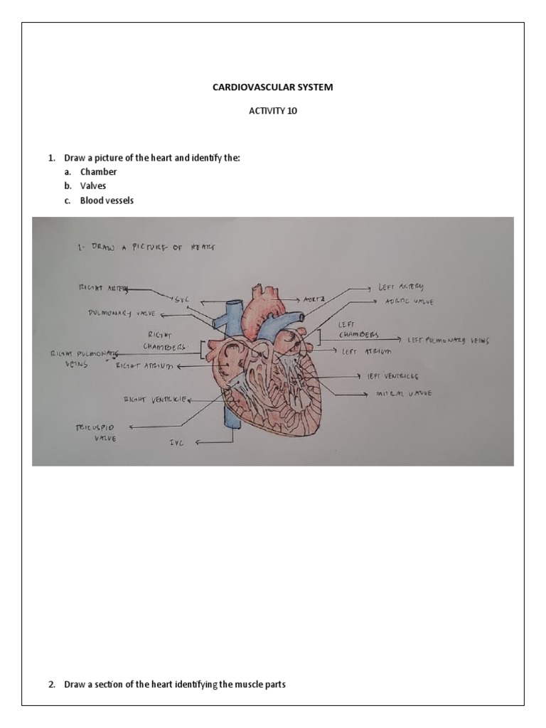 Cardiovascular System: Activity 10 | PDF