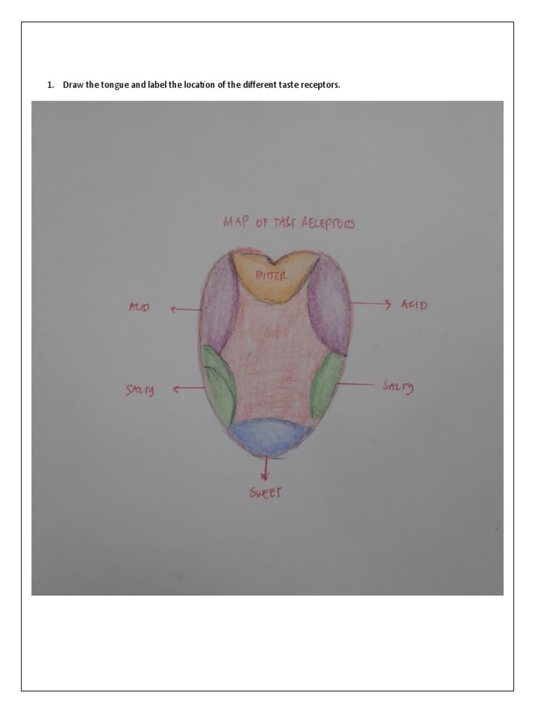 Draw The Tongue and Label The Location of The Different Taste Receptors ...