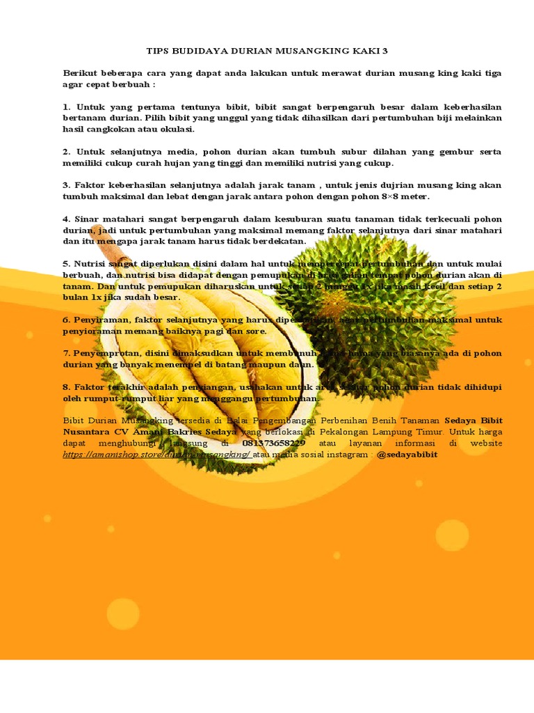 Tips Budidaya Durian Musang King | PDF