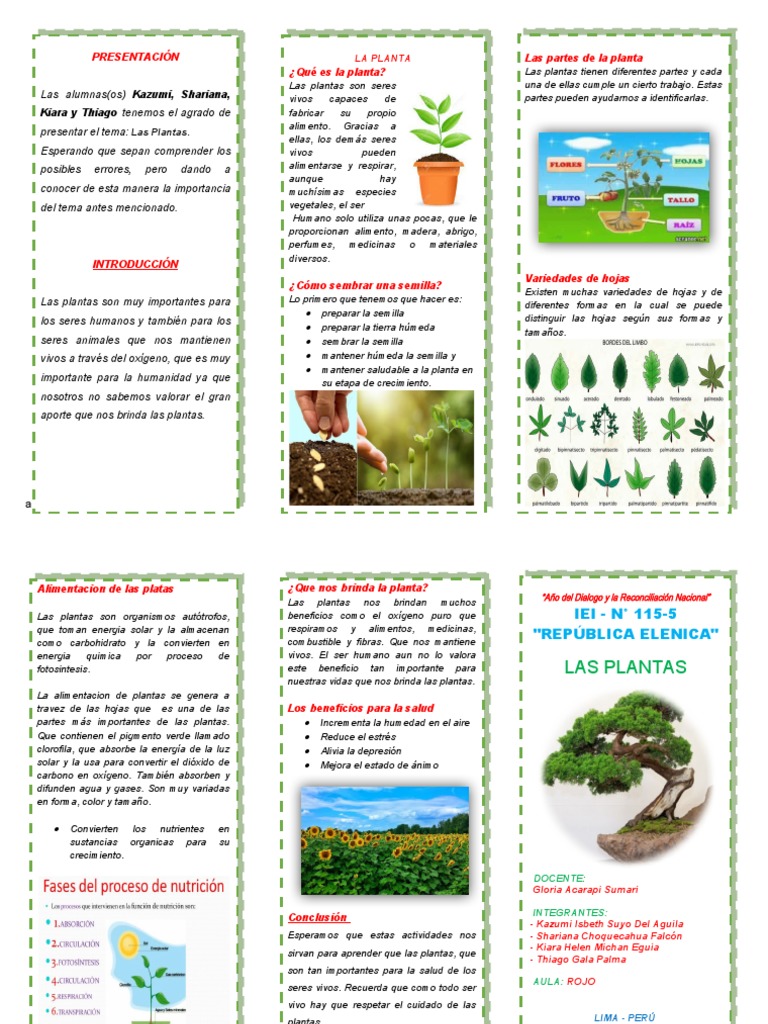 Triptico de Plantas | PDF | Plantas | Alimentos