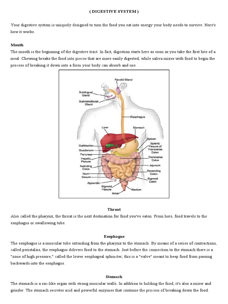 The Journey of Nutrients: A Comprehensive Look at the Digestive and ...