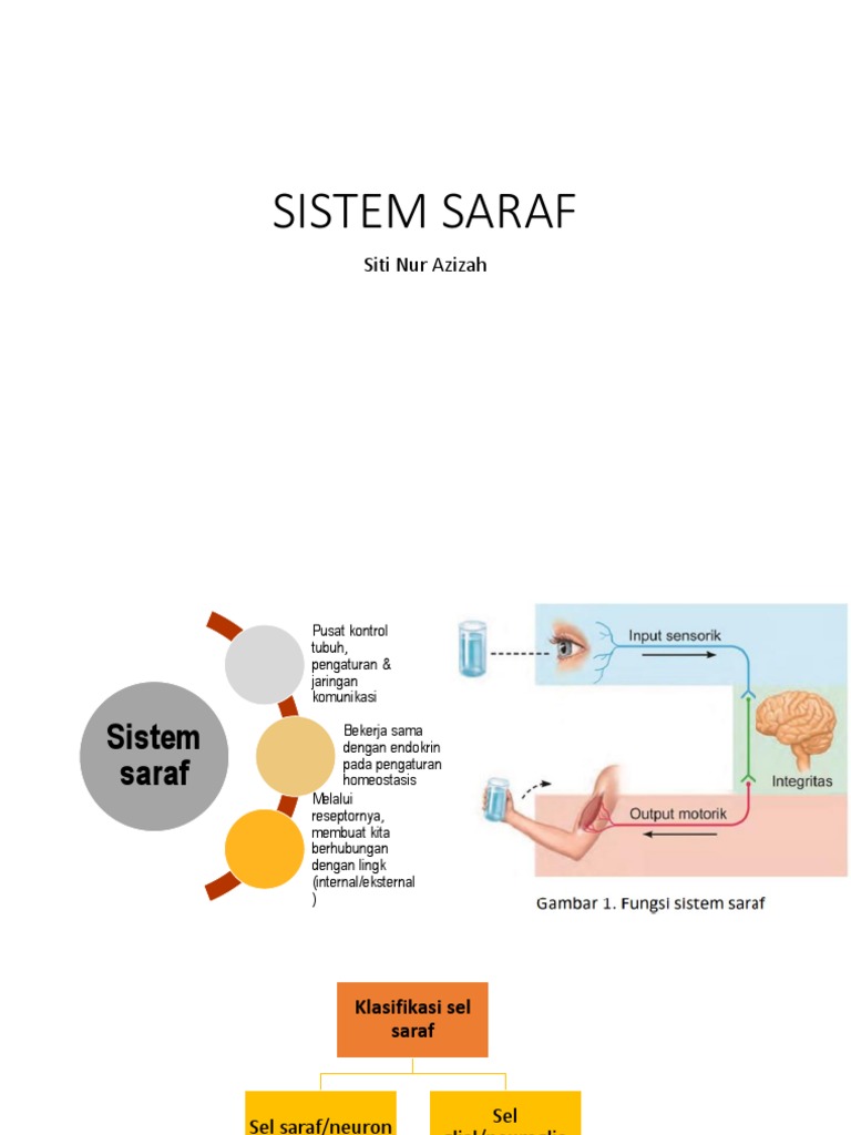 6 Sistem Saraf | PDF