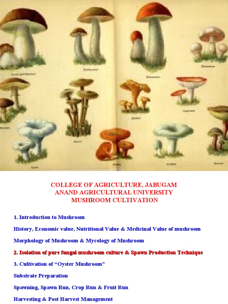 1 Introduction of Mushroom | PDF | Edible Mushroom | Mushroom