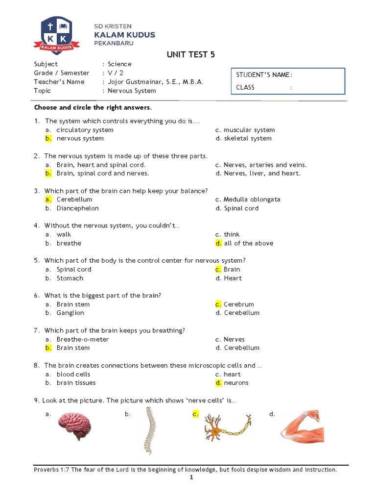 Unit Test 5 Kelas 5 TTG Nervous System | PDF | Brain | Nervous System