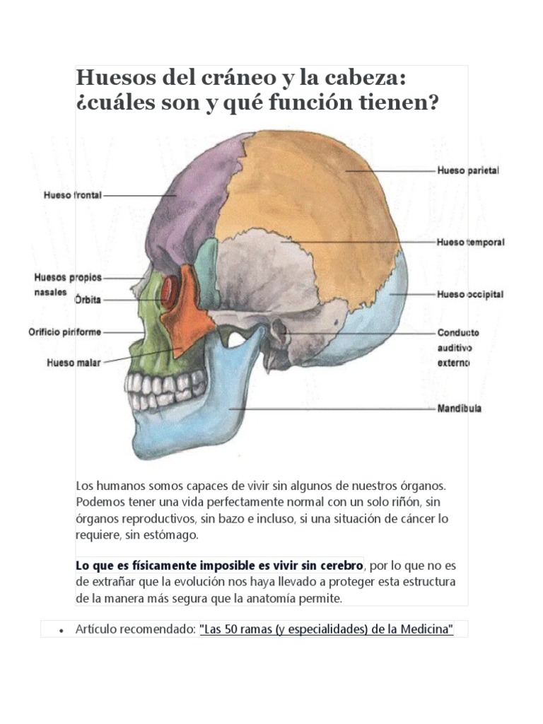 Huesos Del Cráneo Y La Cabeza Pdf Hueso Cráneo