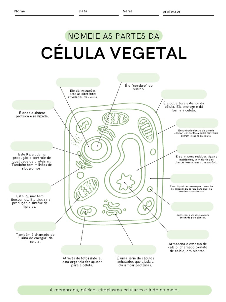 Atividade Celula Vegetal | PDF | Célula (Biologia) | Citoplasma