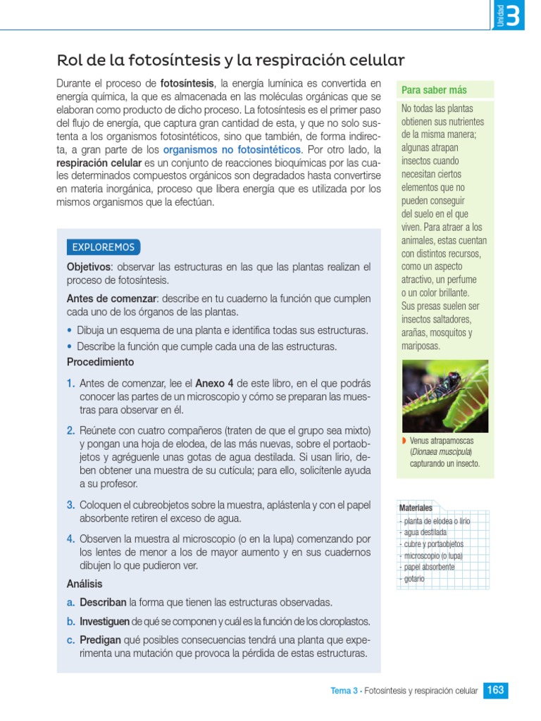 Fotosíntesis y respiración celular en plantas | PDF | Fotosíntesis ...