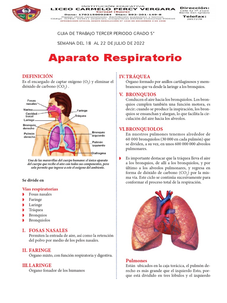 Diagrama Del Sistema Respiratorio Para Quinto Grado Partes Y Funciones
