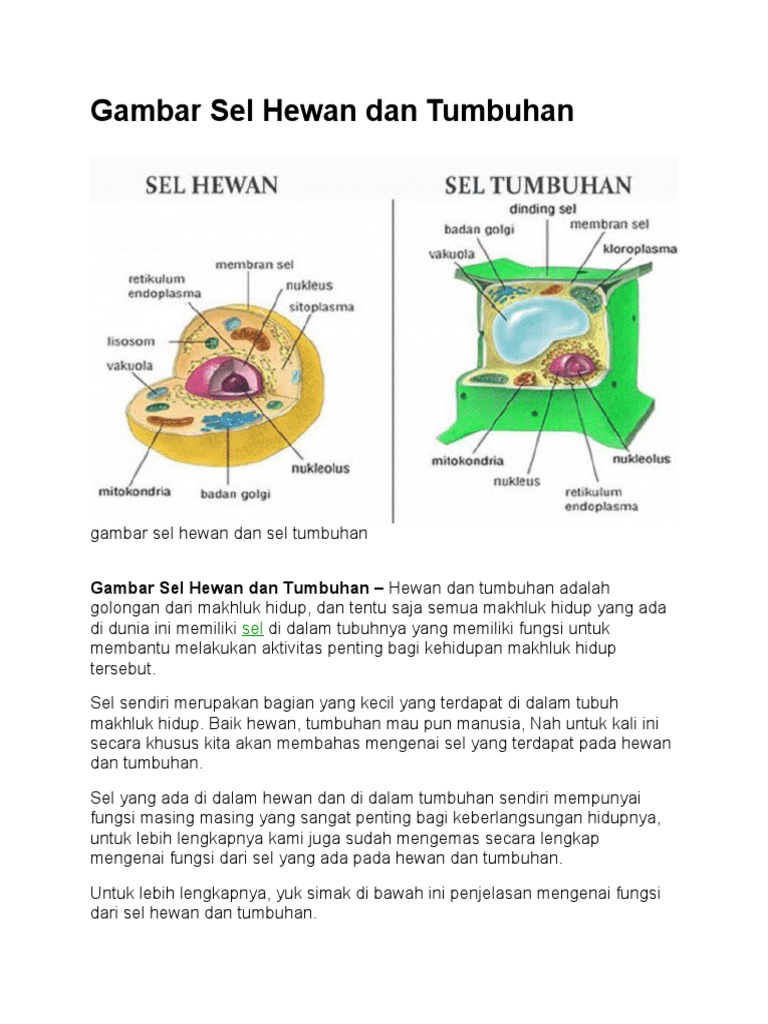 Gambar Sel Hewan Dan Tumbuhan | PDF