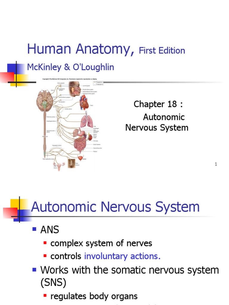 Human Anatomy,: First Edition Mckinley & O'Loughlin | PDF | Autonomic ...
