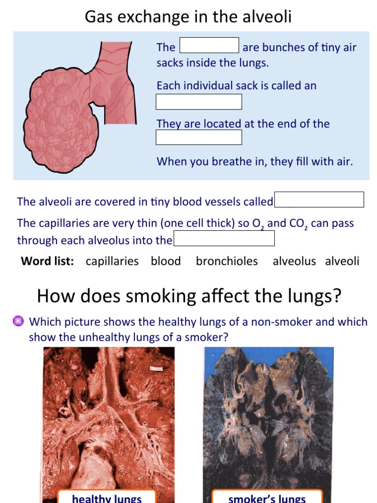 Alveoli: Word List: Capillaries Blood Bronchioles Alveolus Alveoli | PDF