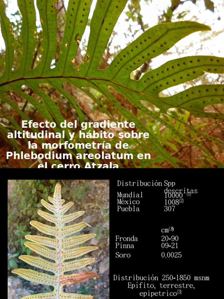 Proyecto Helechos | PDF | Botánica | Entorno natural