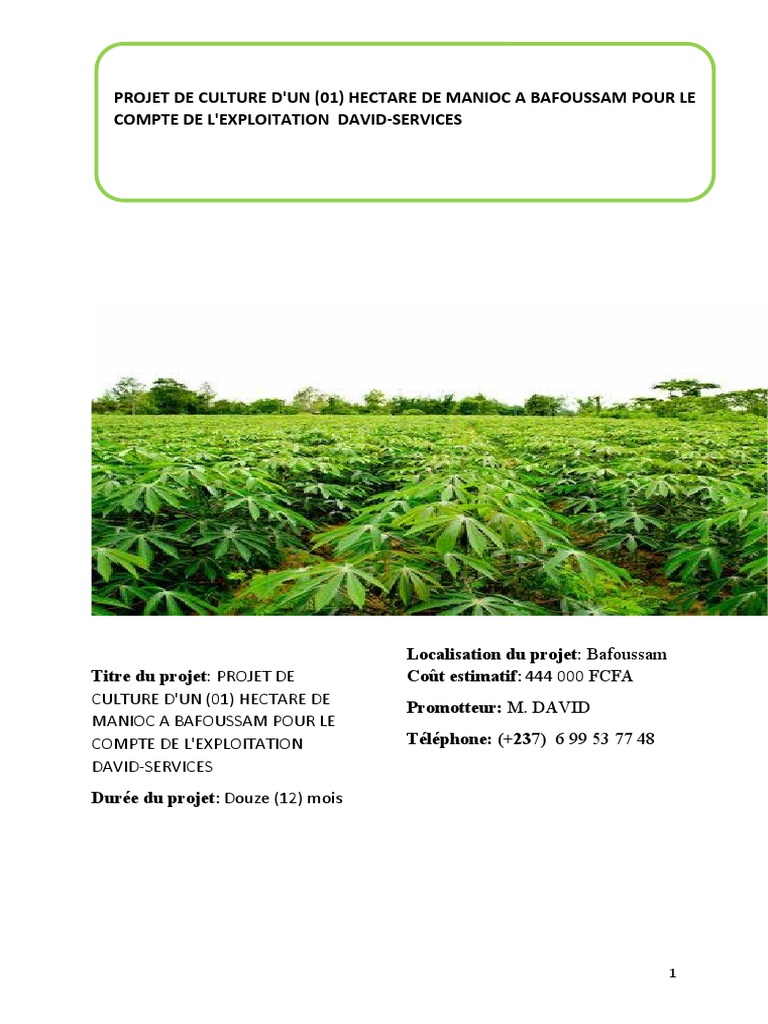 Projet de culture du manioc à Bafoussam | PDF | Fertilisant | Agriculture