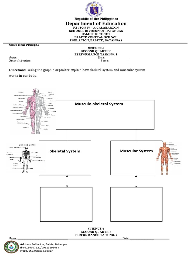 SCIENCE 6 PERFORMANCE TASKs 1-4 2nd Quarter | PDF | Skeleton | Zoology