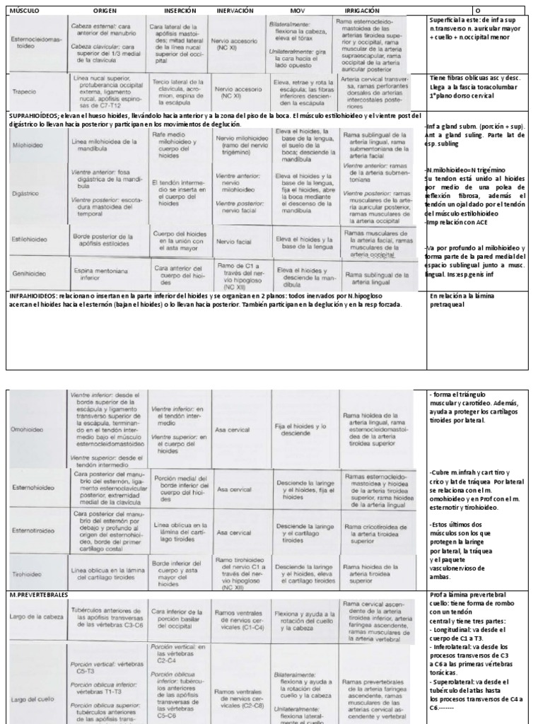 Tabla Musculos Netter | PDF | Laringe | Anatomía humana