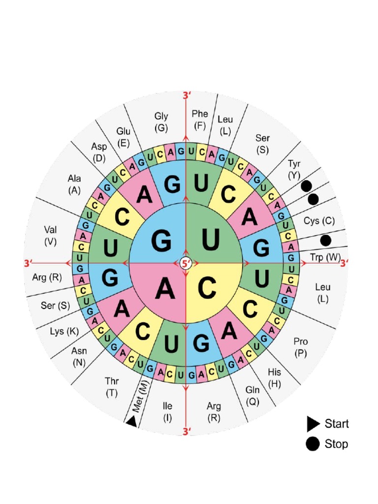 circle of codon | PDF