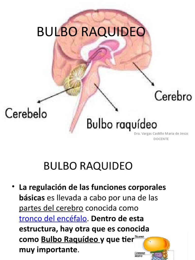 Bulbo Raquideo 1 | PDF | Cerebro | Neurociencia