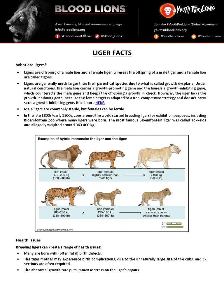 Liger Facts: What Are Ligers? | PDF | Hybrid (Biology) | Tiger