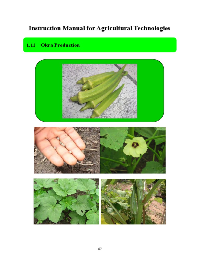 Okra Production and Cultivation Guide | PDF | Compost | Sowing