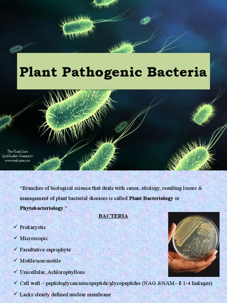 Plant Pathogenic Bacteria | PDF | Bacteria | Plants