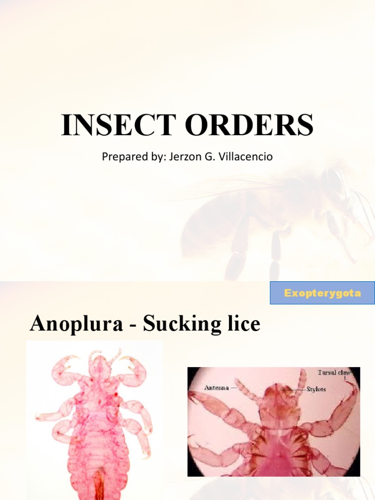 Insect Orders Overview and Classification | PDF