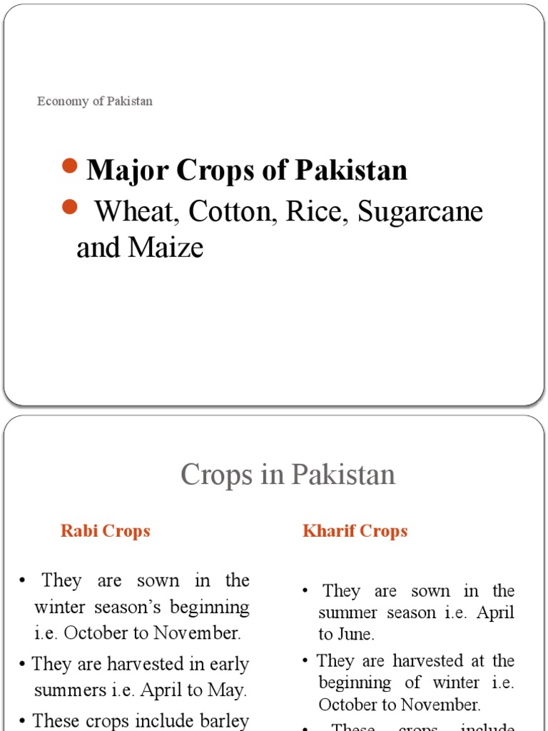 Major Crops of Pakistan Wheat, Cotton, Rice, Sugarcane: and Maize | PDF ...