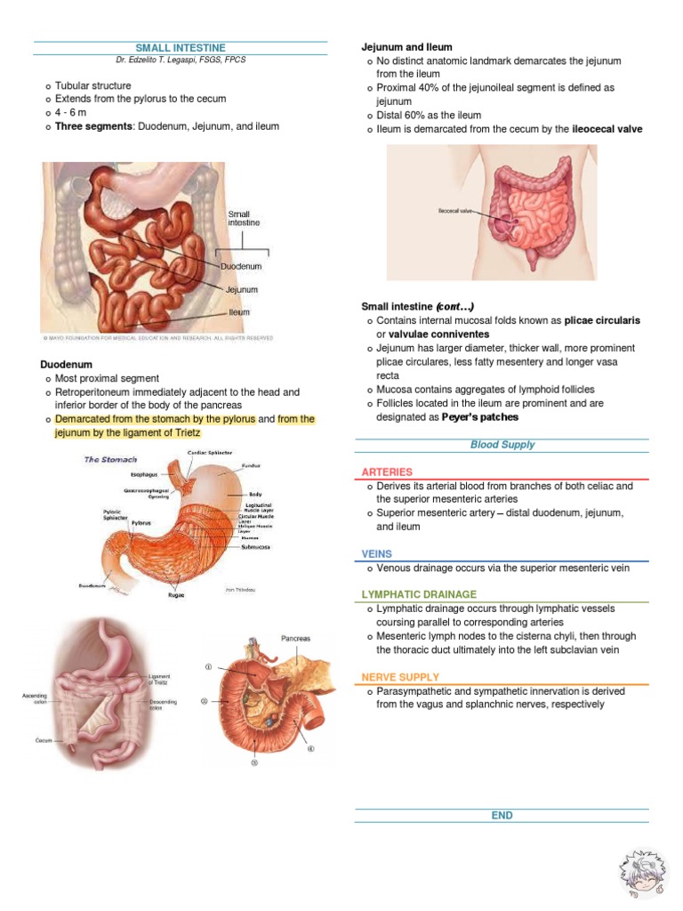 Anatomy Small Intestine | Download Free PDF | Small Intestine ...
