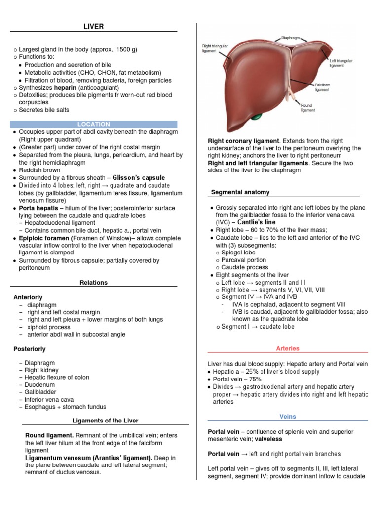 Hepatoduodenal Ligament Cross Section
