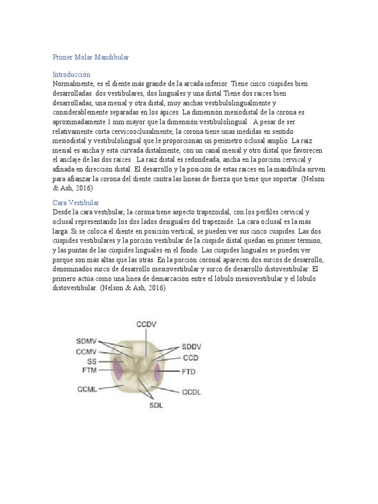 Primer Molar Mandibular | PDF