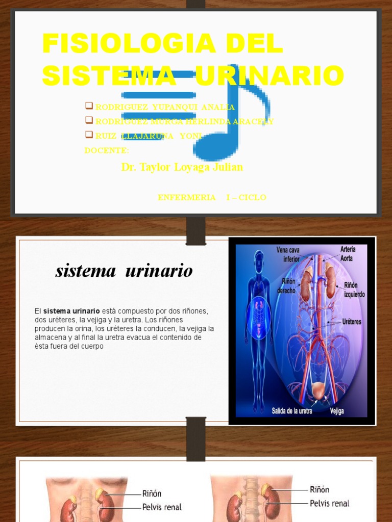 FISIOLOGIA Del Sistema Urinario | PDF | Riñón | Vejiga urinaria