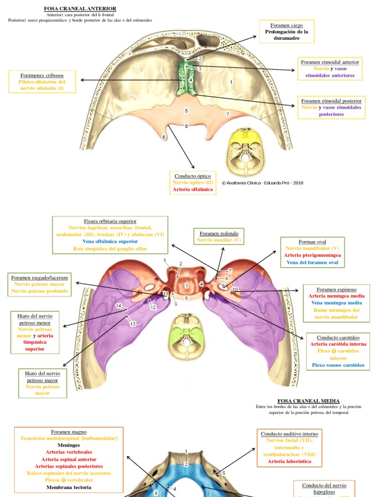 Foramen Ciego: Fosa Craneal Anterior | PDF | Sistema esquelético ...