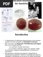 TP Bactériologie Galerie API | PDF | Microbiologie | Bactérie