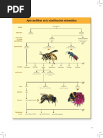 Eusocialidad en Insectos Sociales | PDF | Eusocialidad | Hormiga