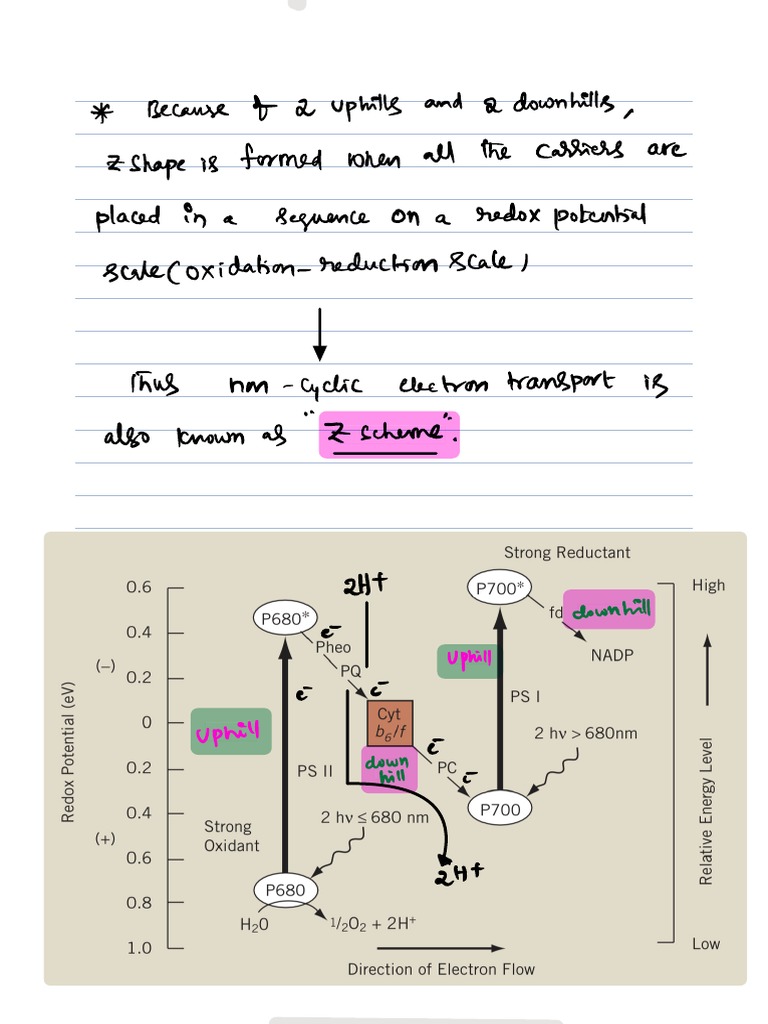 Photosynthesis in Higher Plants Notes Class 11 | PDF