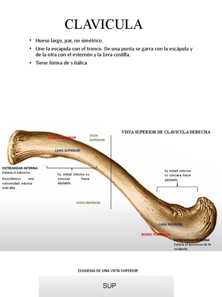 Clavicula | PDF | Articulaciones | Anatomía