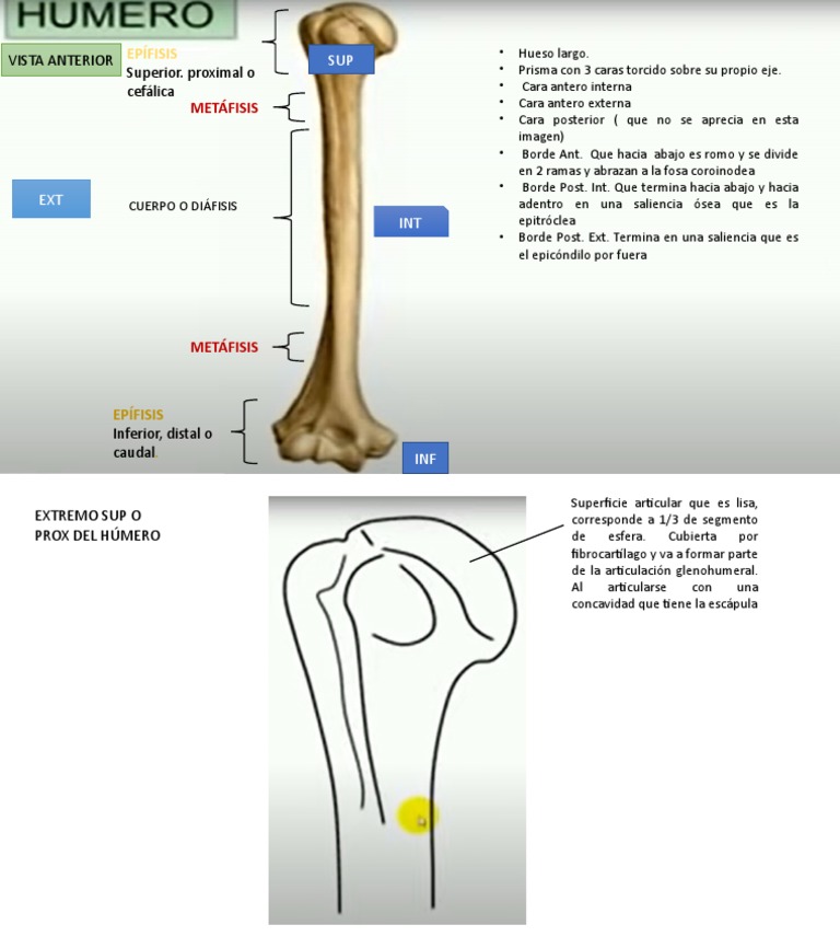 Anatomía del Húmero y sus Partes | PDF