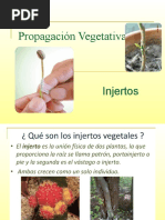 Tipos de Injertos en Cultivos | PDF | Injerto | Raíz