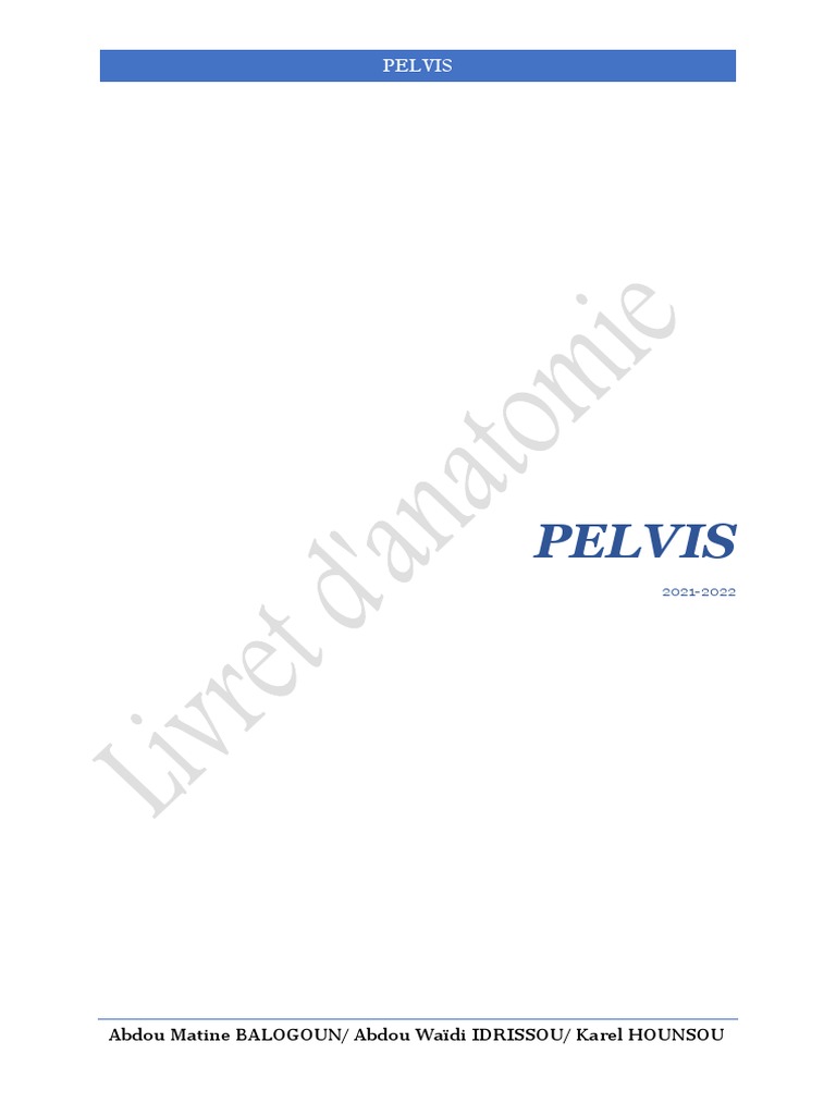 Anatomie et Vascularisation du Bassin | PDF | Utérus | Prostate