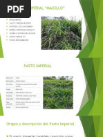 Ficha Técnica Del Pasto Imperial (Axonopus Scoparius, Hitchc) | PDF ...