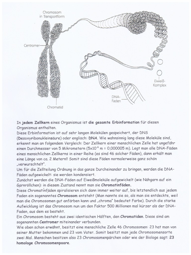 Chromosom | PDF